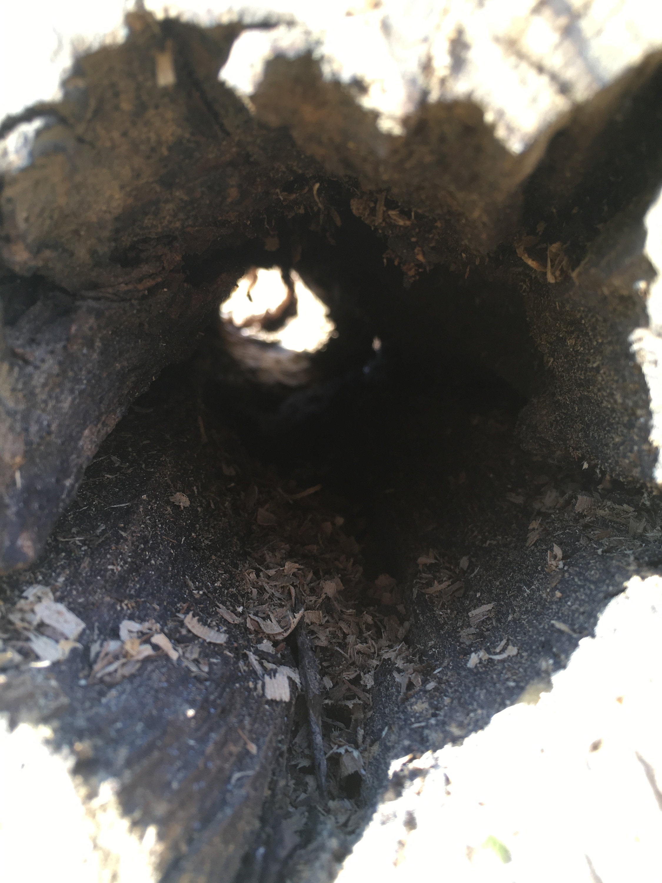 Real Hollow Log With Side Opening and Moss - Etsy