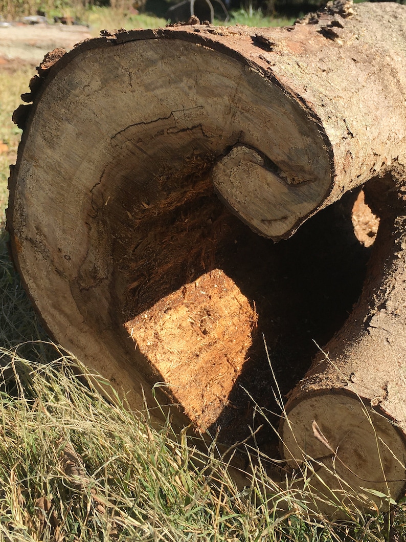 Hollow Log With Eliptical Openings - Etsy