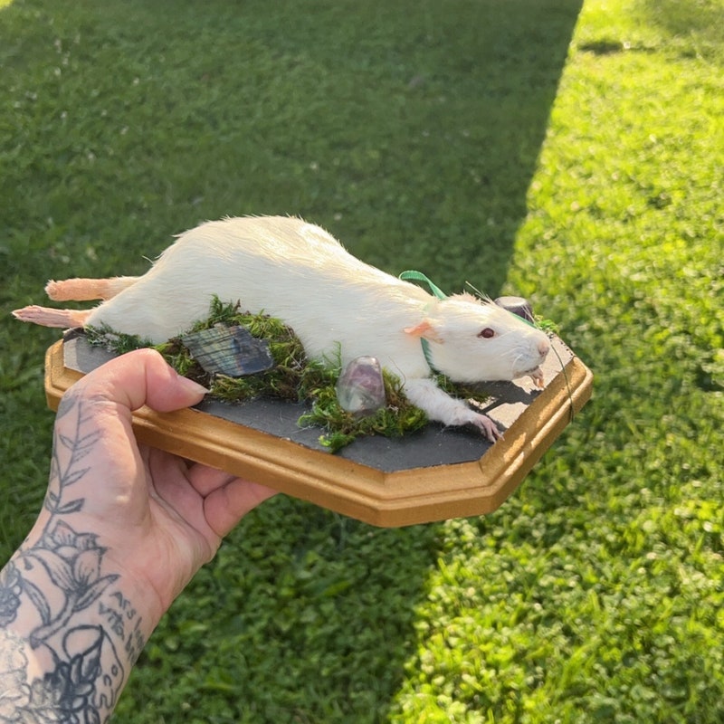 Taxidermy Rat - Etsy