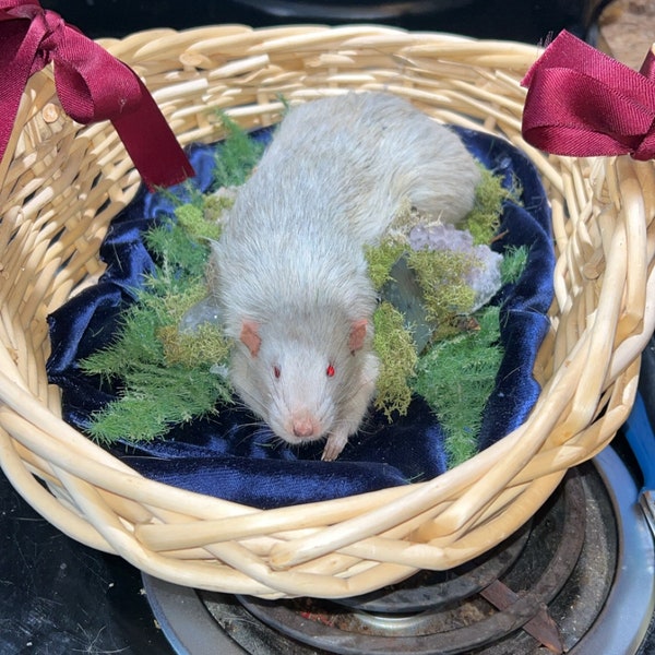 Taxidermy Rat - Etsy