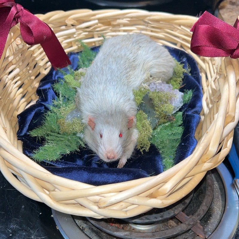 Taxidermy Rat - Etsy