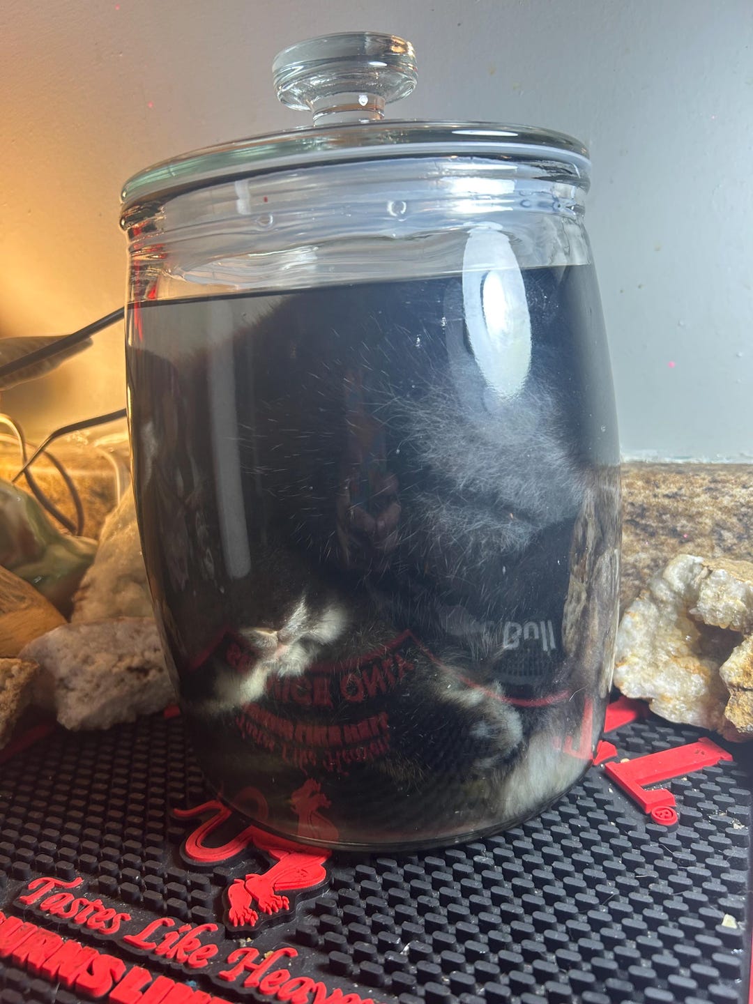 Large Rabbit Wet Specimen - Etsy