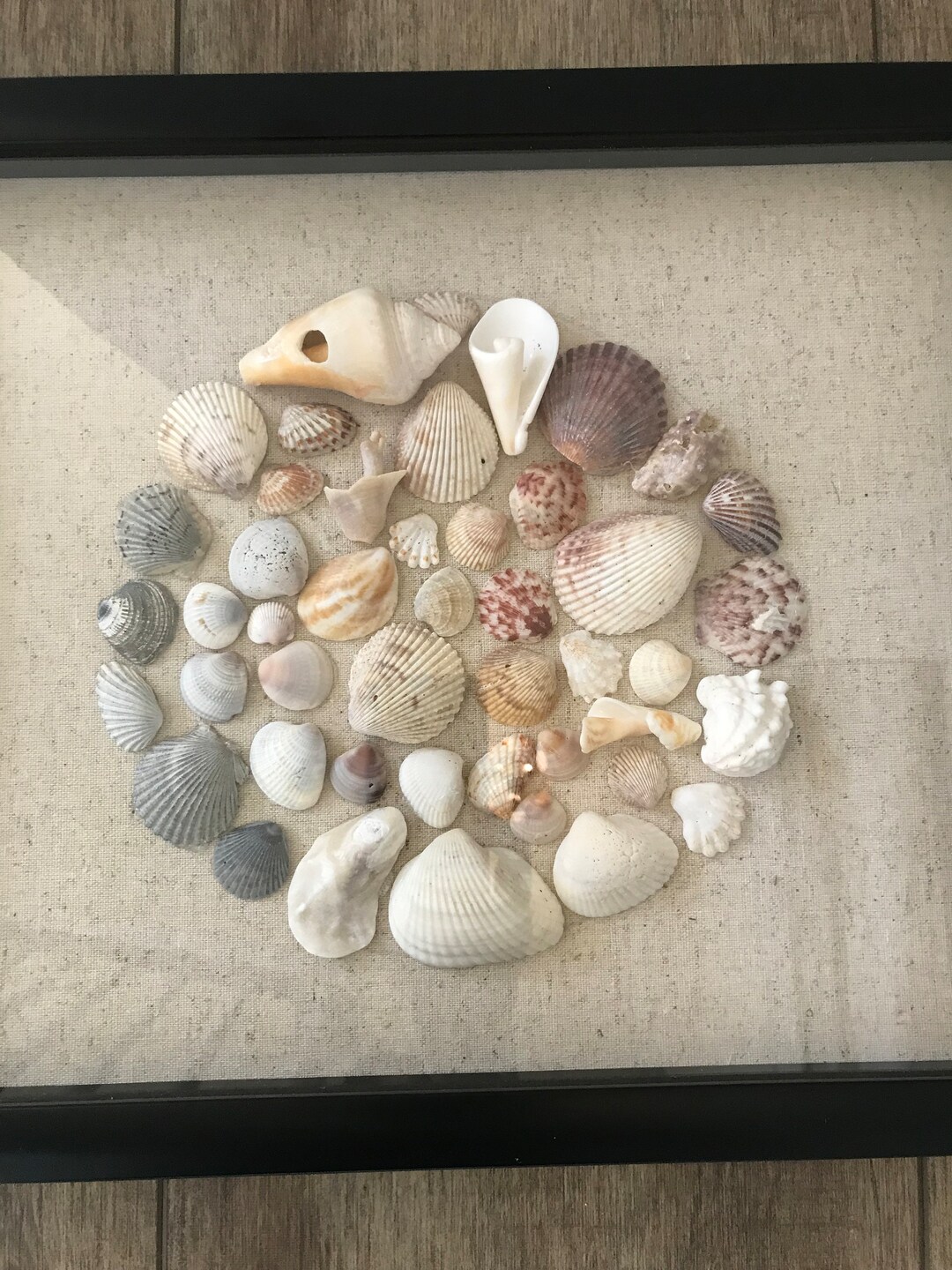 Modern, Organic Seashell Shadow Box - Etsy