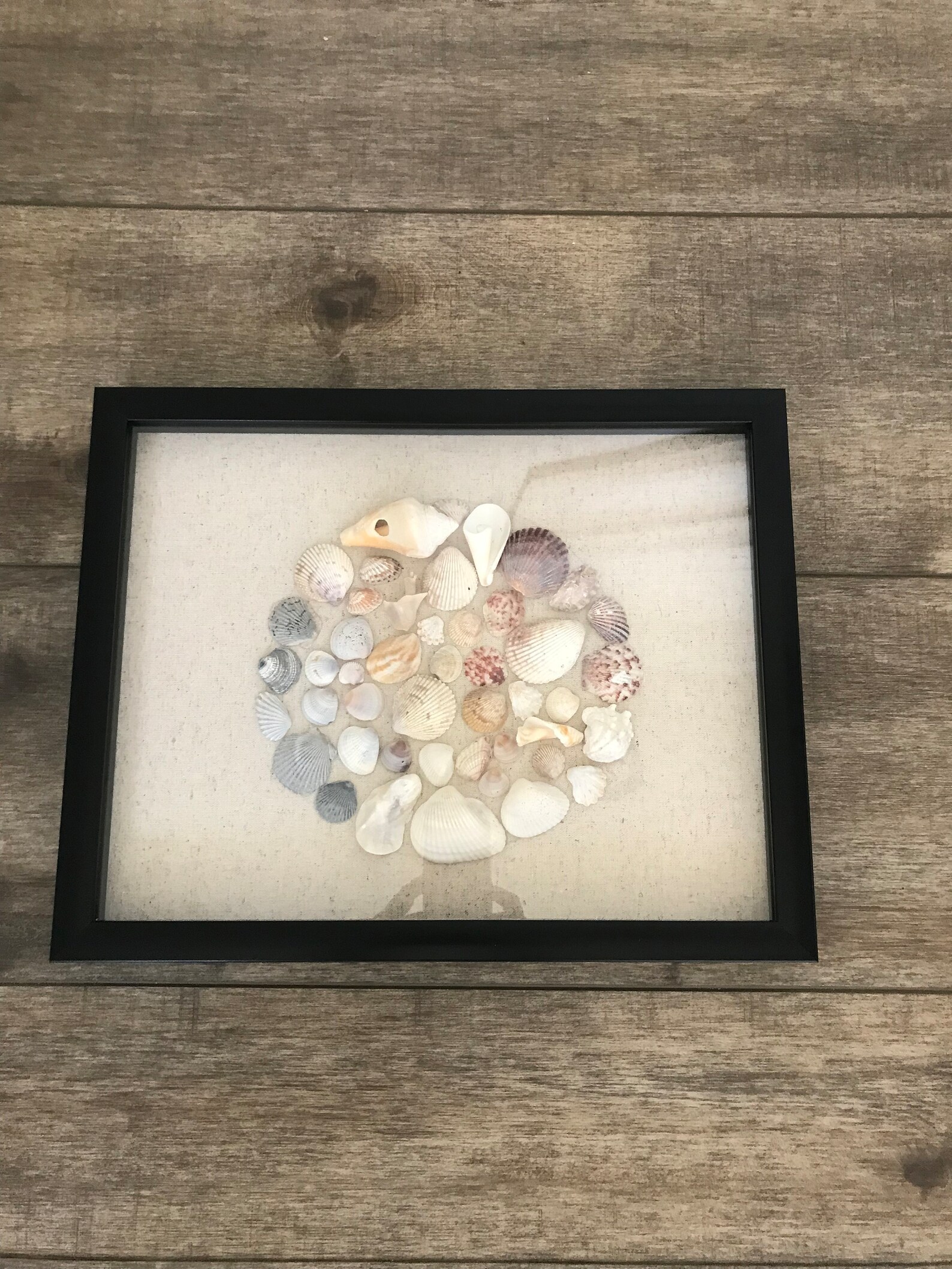Modern, Organic Seashell Shadow Box - Etsy