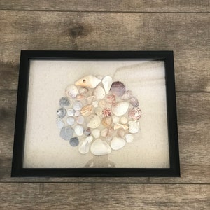 Modern, Organic Seashell Shadow Box - Etsy