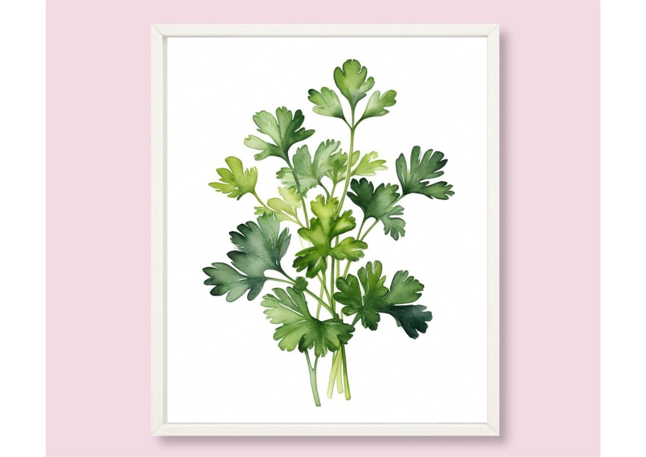 Parsley Painting Herbs Watercolor Printable Art Print Parsley Still ...