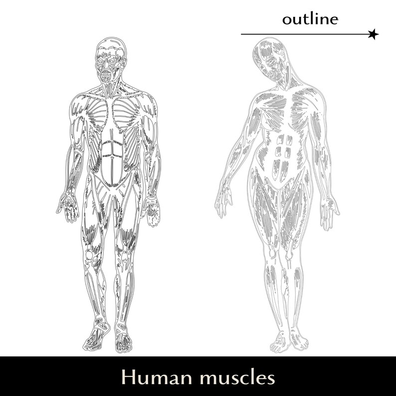 Man and Woman Muscular System SVG, Human Muscles Png, Eps, Dxf, Body ...