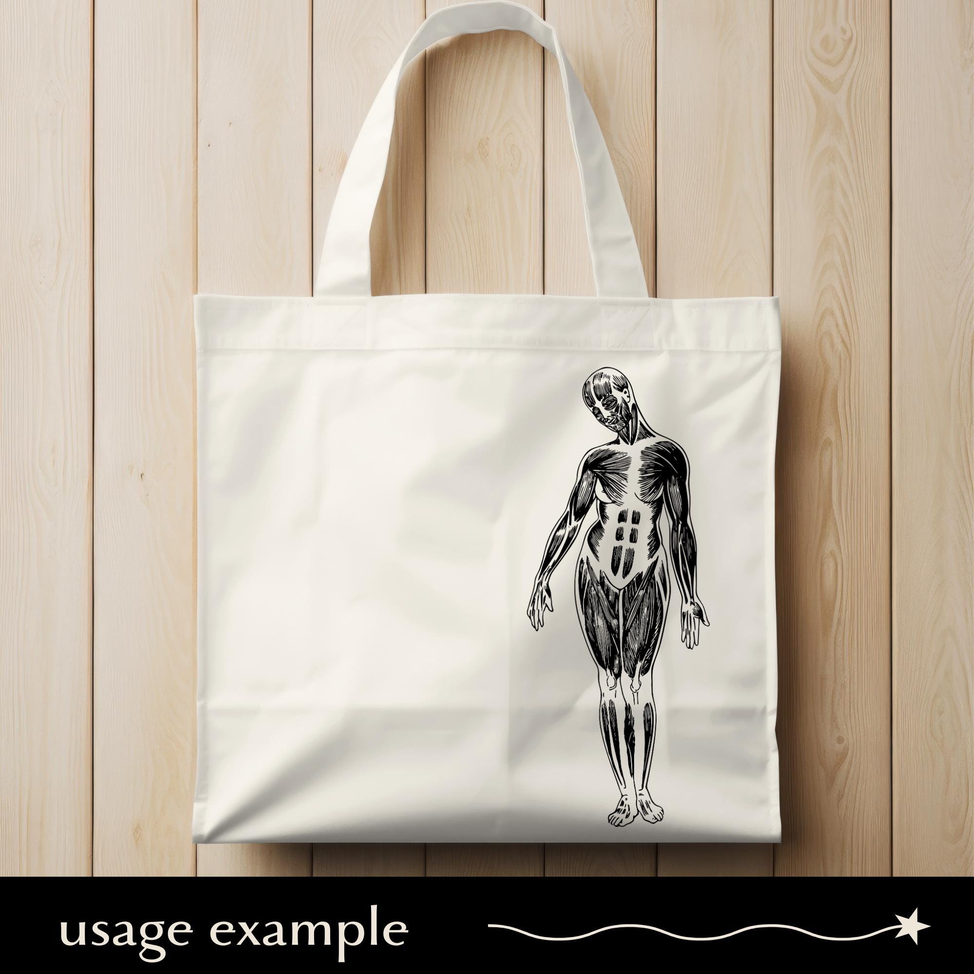 Man and Woman Muscular System SVG, Human Muscles Png, Eps, Dxf, Body ...