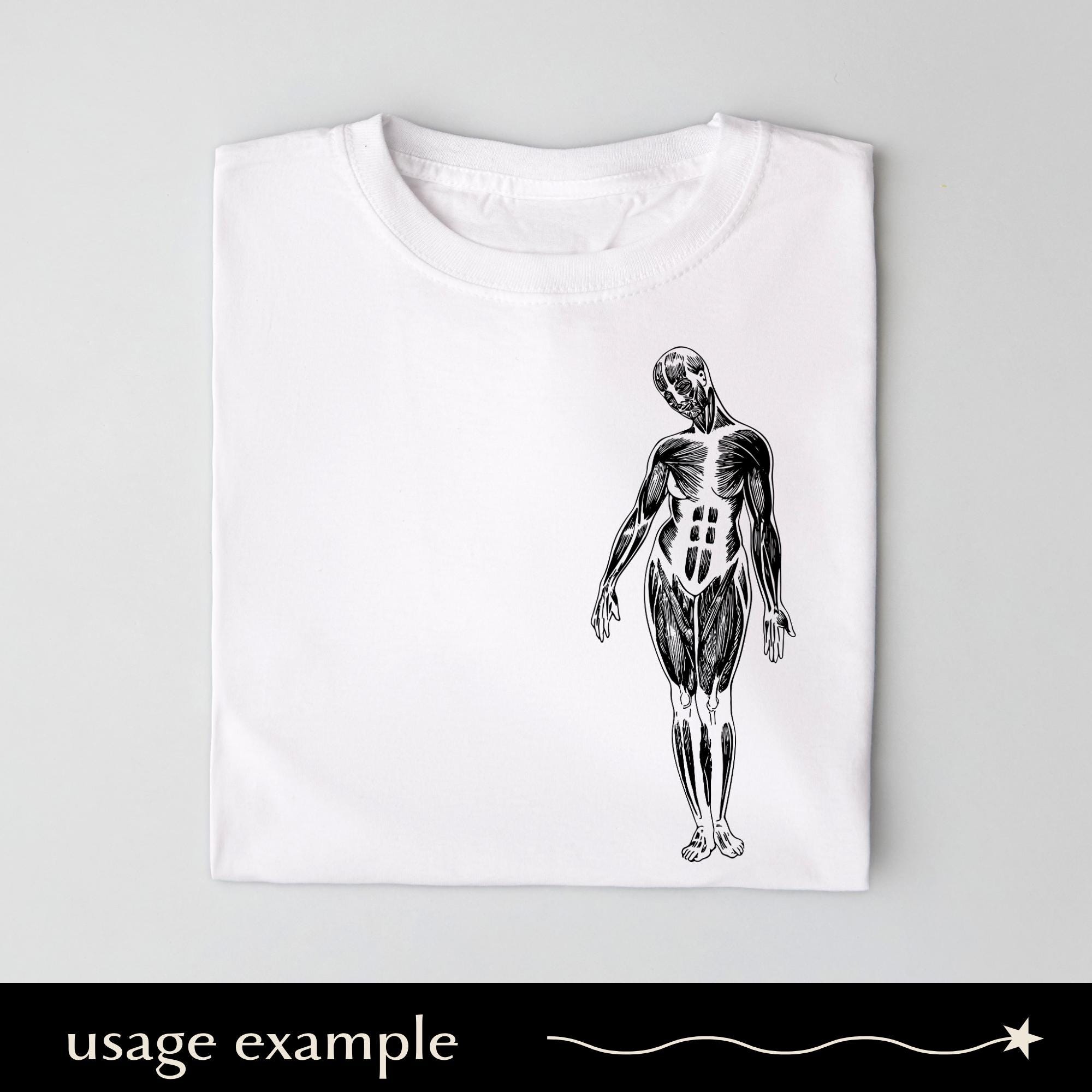 Man and Woman Muscular System SVG, Human Muscles Png, Eps, Dxf, Body ...