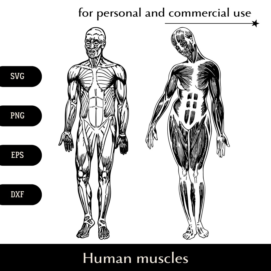Man and Woman Muscular System SVG, Human Muscles Png, Eps, Dxf, Body ...