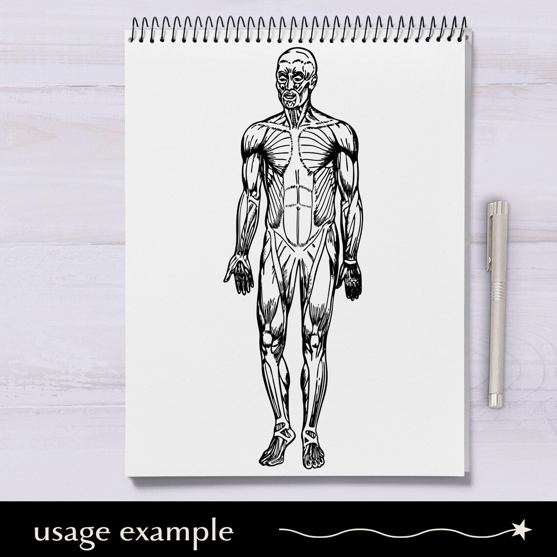 Man and Woman Muscular System SVG, Human Muscles Png, Eps, Dxf, Body ...