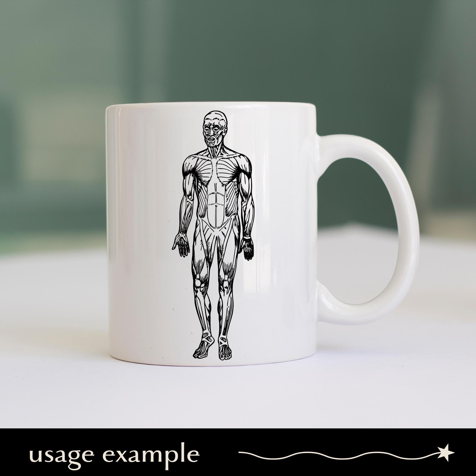Man and Woman Muscular System SVG, Human Muscles Png, Eps, Dxf, Body ...