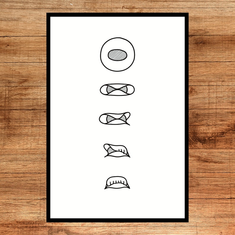 Dumpling Wrapping Diagram Minimalist Art Print | Jiaozi Gyoza Mandu ...