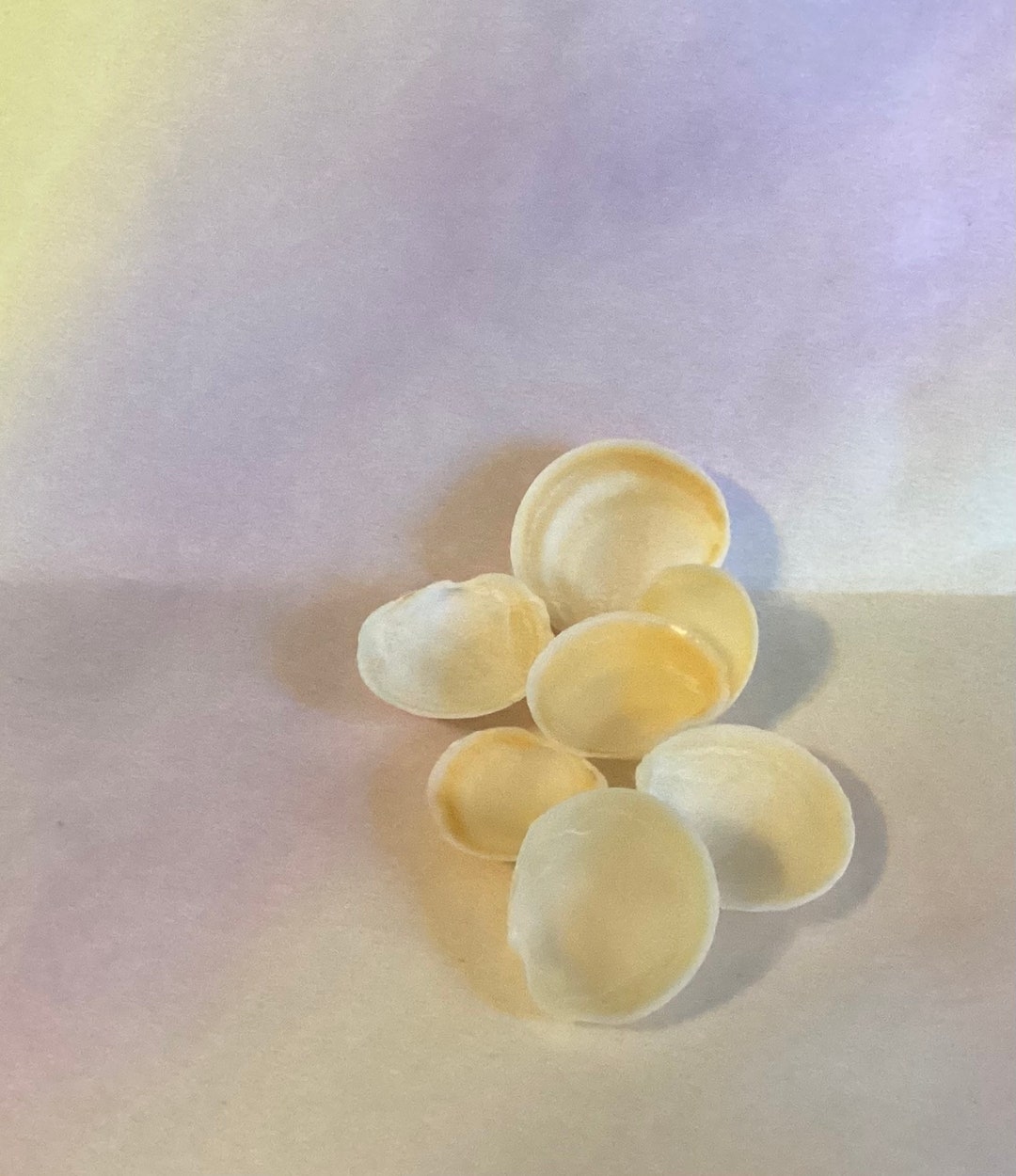 Buttercup Seashells, Yellow Shells, Buttercup Lucine Shells, Florida ...