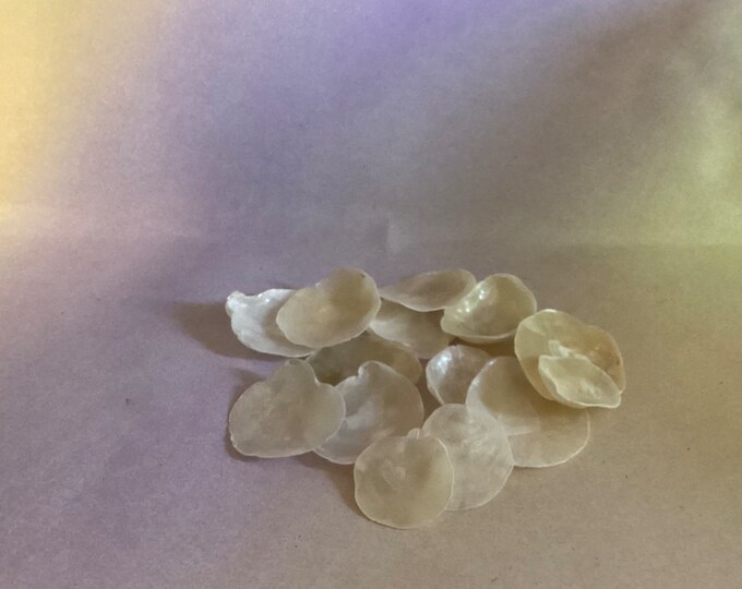 Jingle Shells, Craft Shells, Seashells, Florida Seashells - Etsy
