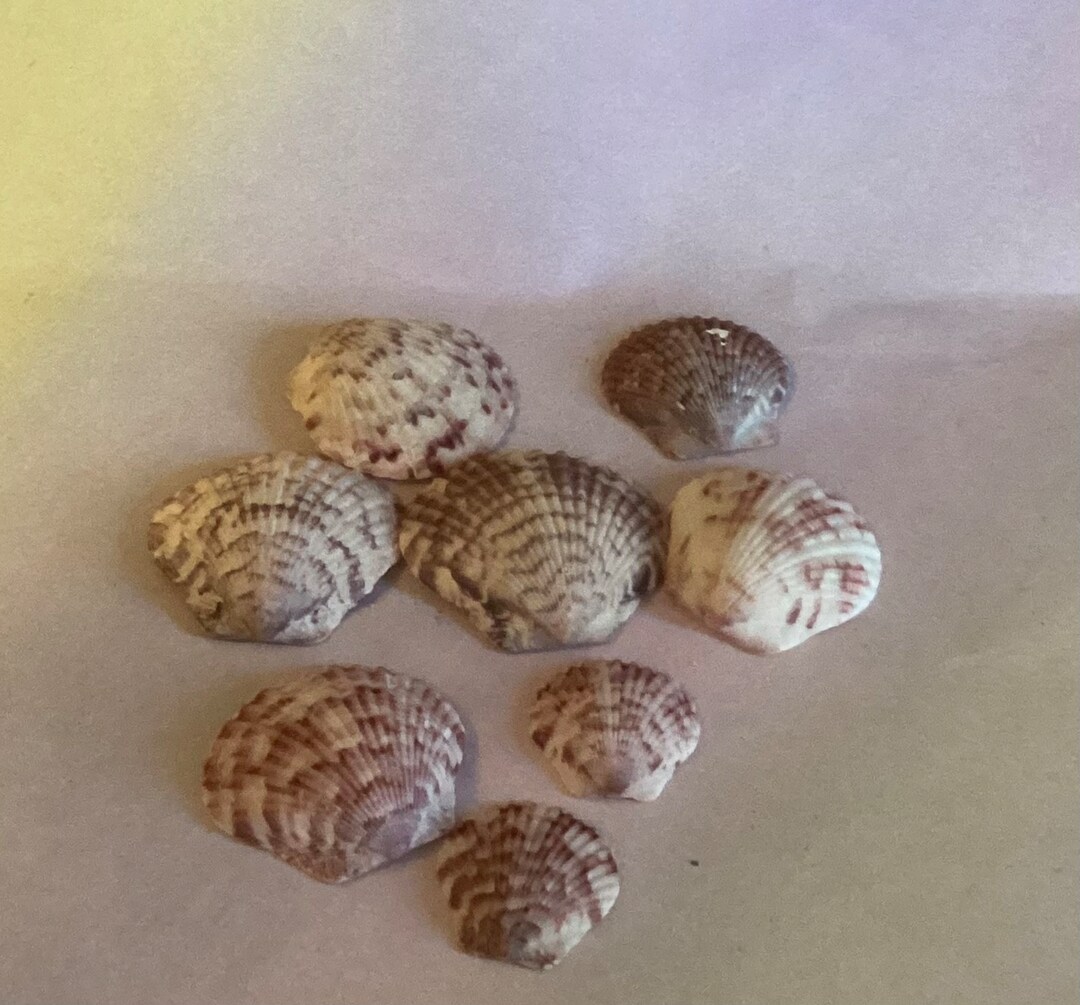 Red/white Scallop Shells, Craft Shells, Florida Shells, Scallops - Etsy