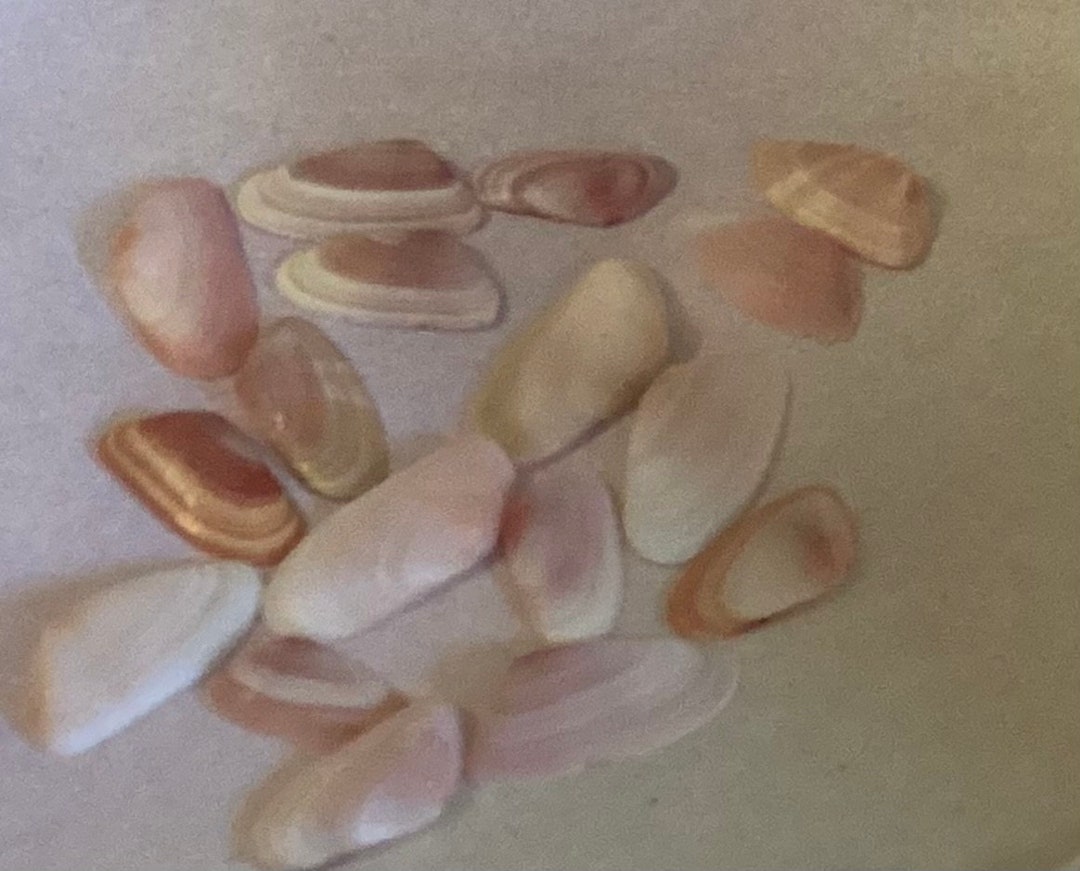 Coquina Seashells, Craft Shells, Florida Shells, Beach Crafts - Etsy