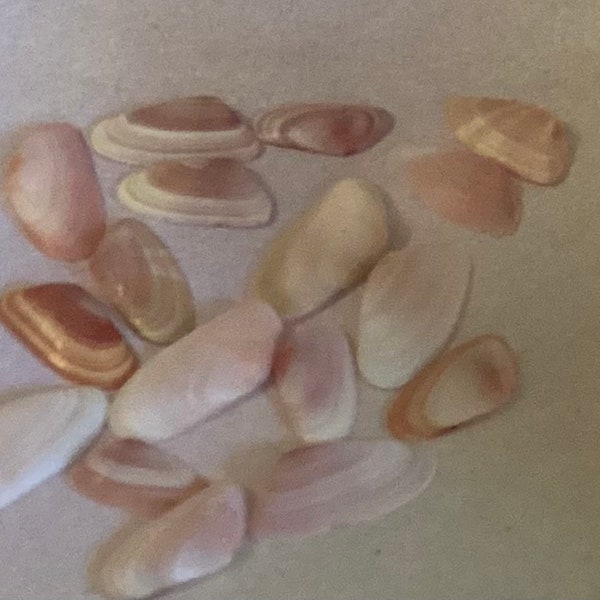 Coquina Clam Shells - Etsy