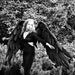 Large Black Movable Wings for Halloween, Cosplay Costume/raven Wearable ...