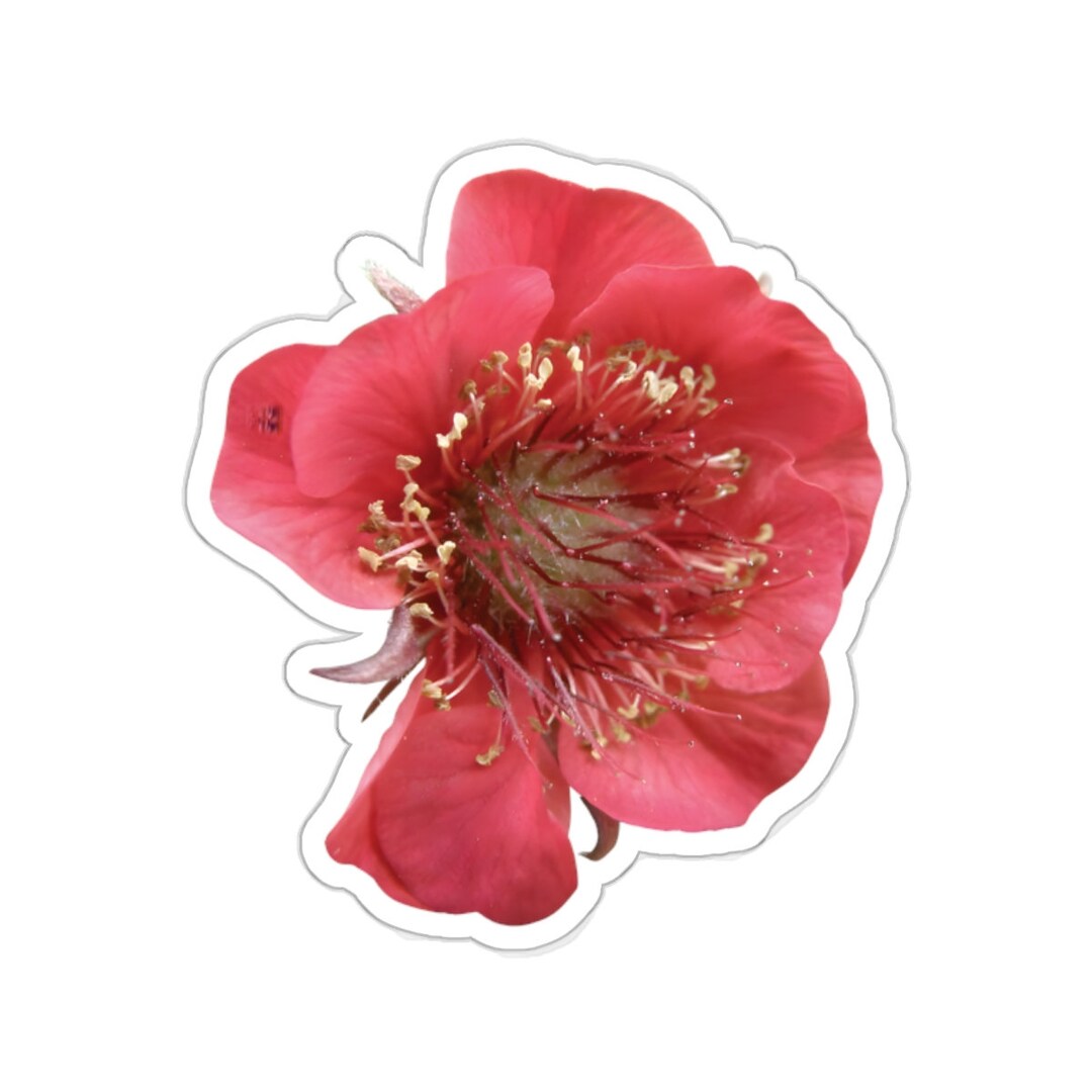 Peel and Stick, Nature-inspired Decor, Floral Art, Red Flower Sticker ...