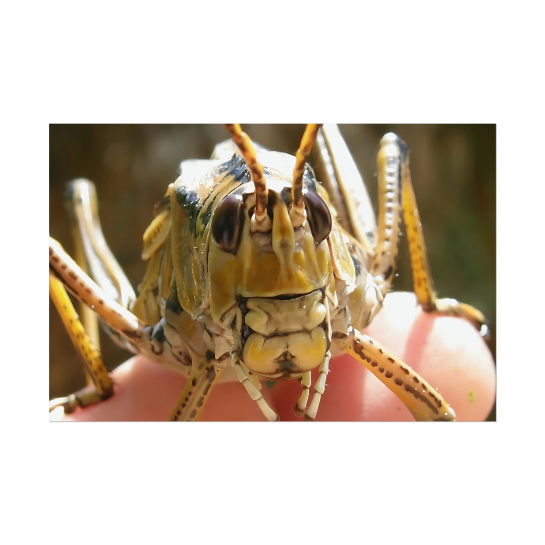 UNFRAMED ROLLED Poster, Nature-inspired Decor, Locust Wall Art ...