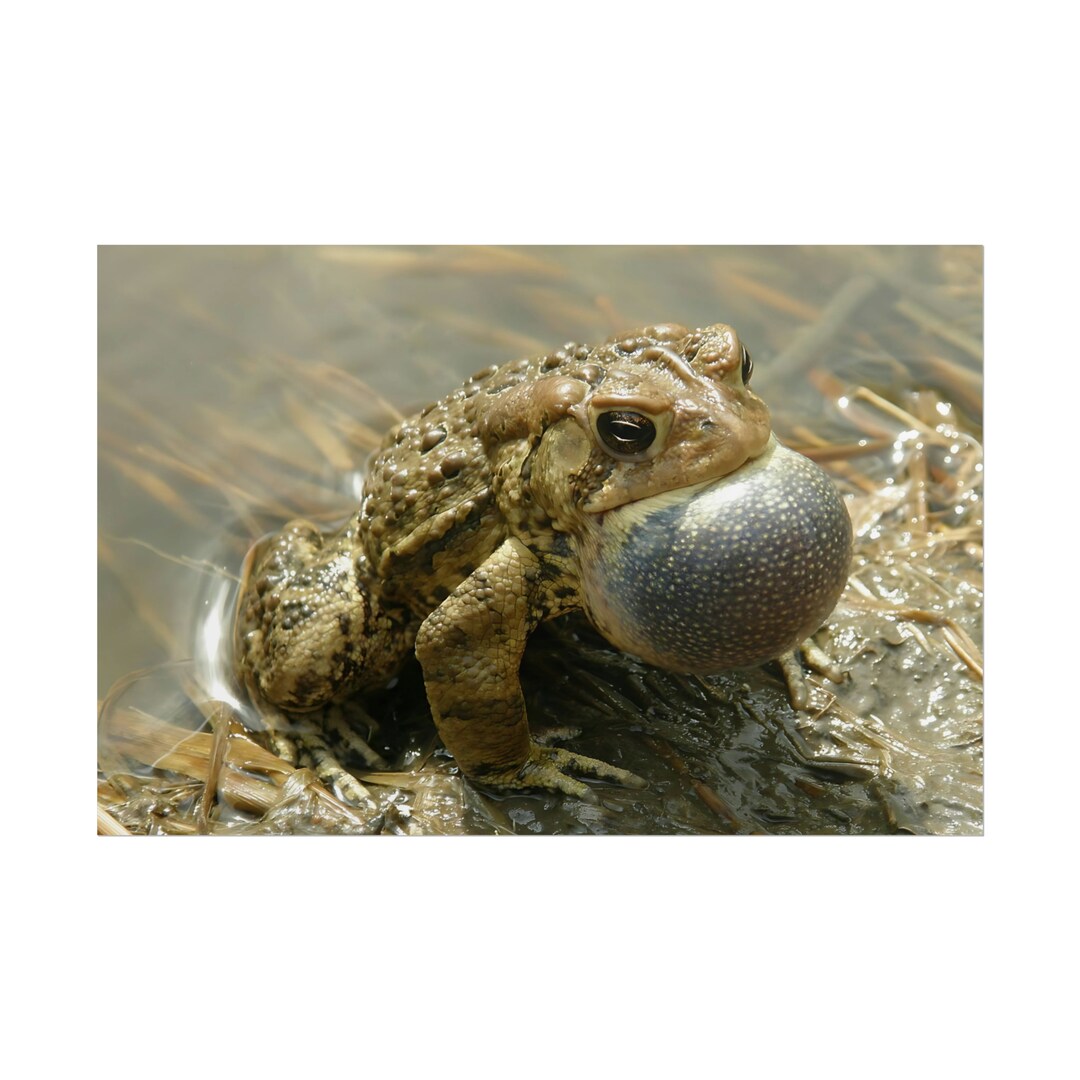 UNFRAMED ROLLED Poster, Nature-inspired Decor, Calling Toad Wall Art ...