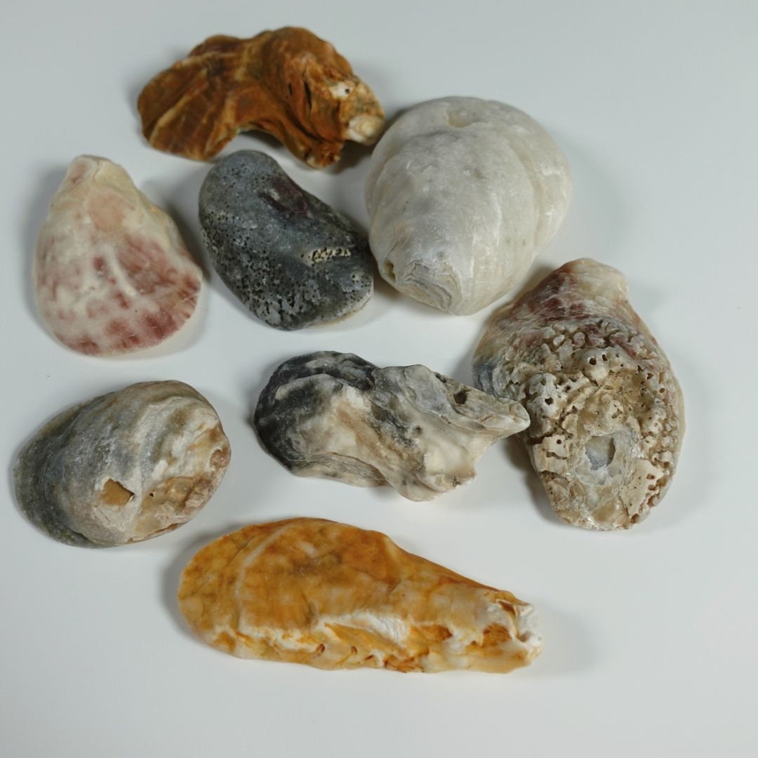 25, 50 Piece Oyster Shells, Variety Color Oyster Shells, Oyster Shells ...