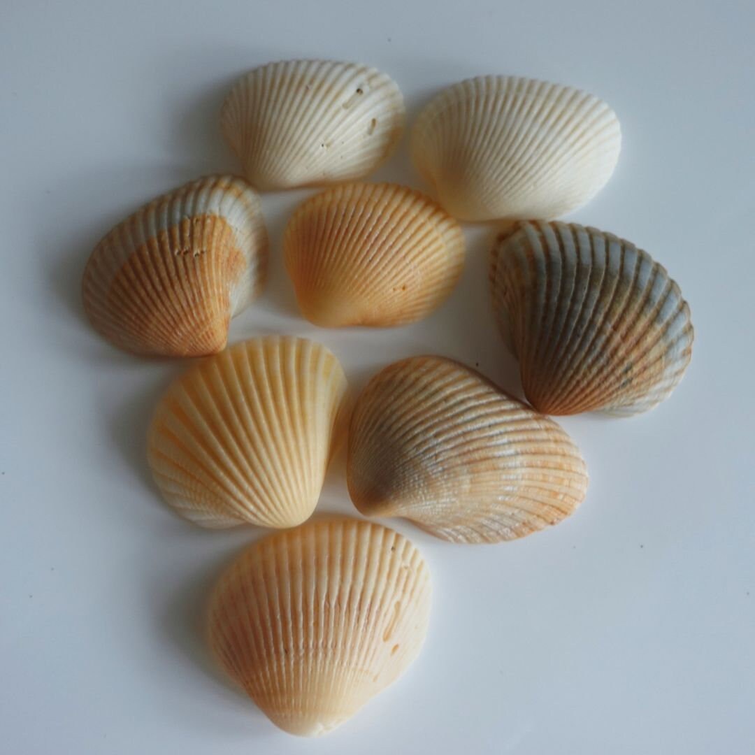 25 Piece Spectral Bittersweet Clam Seashells, Florida Shells, Unique ...