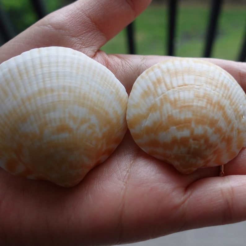 15 Piece Wavy Bittersweet Pattern Seashells, Unique Florida Shells ...