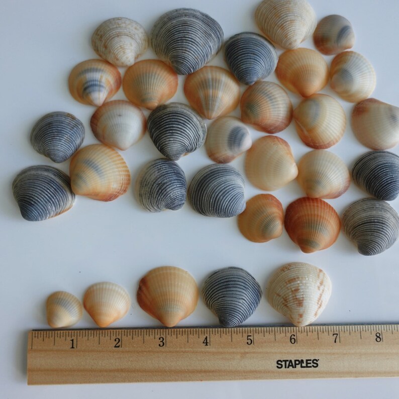 50 Piece Seashell Variety Pack, Brown Seashells, Black Seashells, White ...
