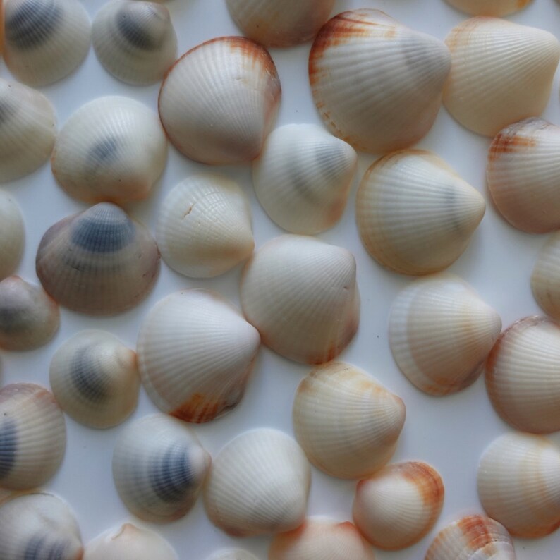 50 Piece Variety Pack Seashells, White Seashells, Brown Seashells ...