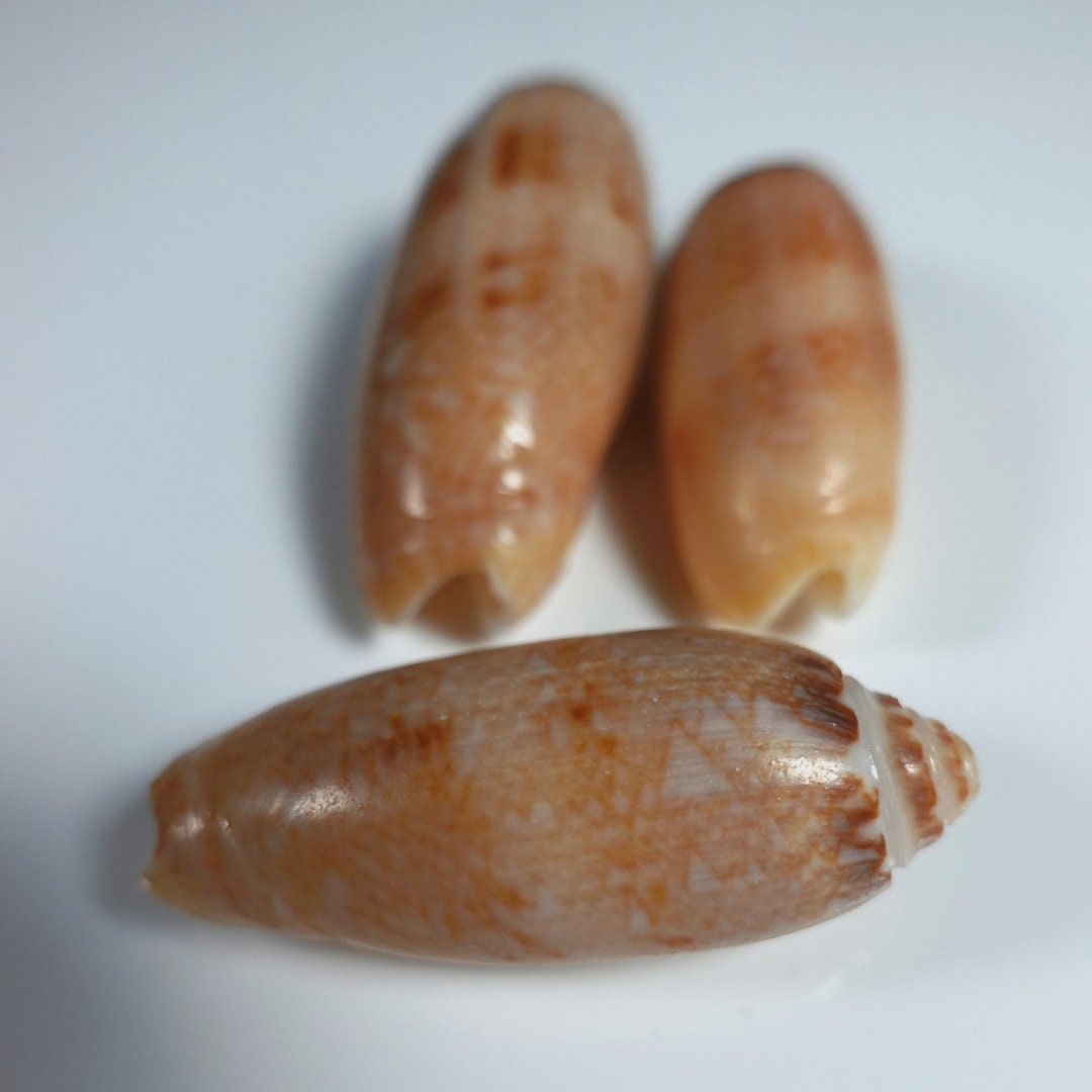 6 Piece Hand-picked Caribbean Olive and Letter Olive Shells - Etsy