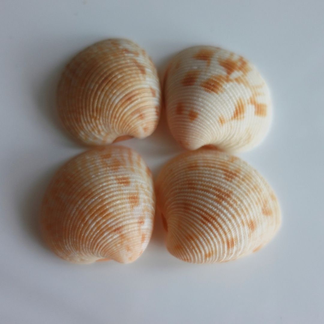 15 Piece Decussate Bittersweet Seashells, Brown Spot Seashells, Unique ...