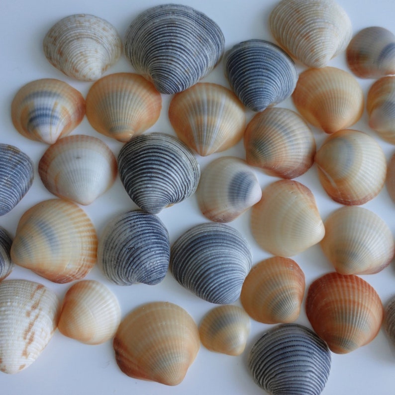 50 Piece Seashell Variety Pack, Brown Seashells, Black Seashells, White ...