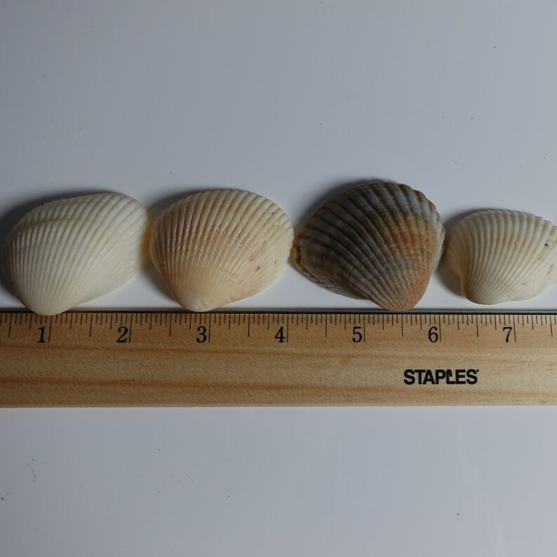 25 Piece Spectral Bittersweet Clam Seashells, Florida Shells, Unique ...