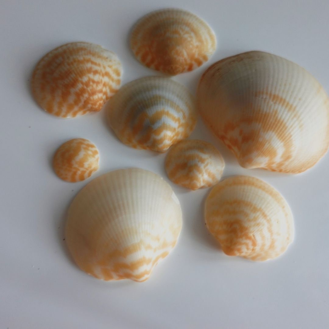 15 Piece Wavy Bittersweet Pattern Seashells, Unique Florida Shells ...