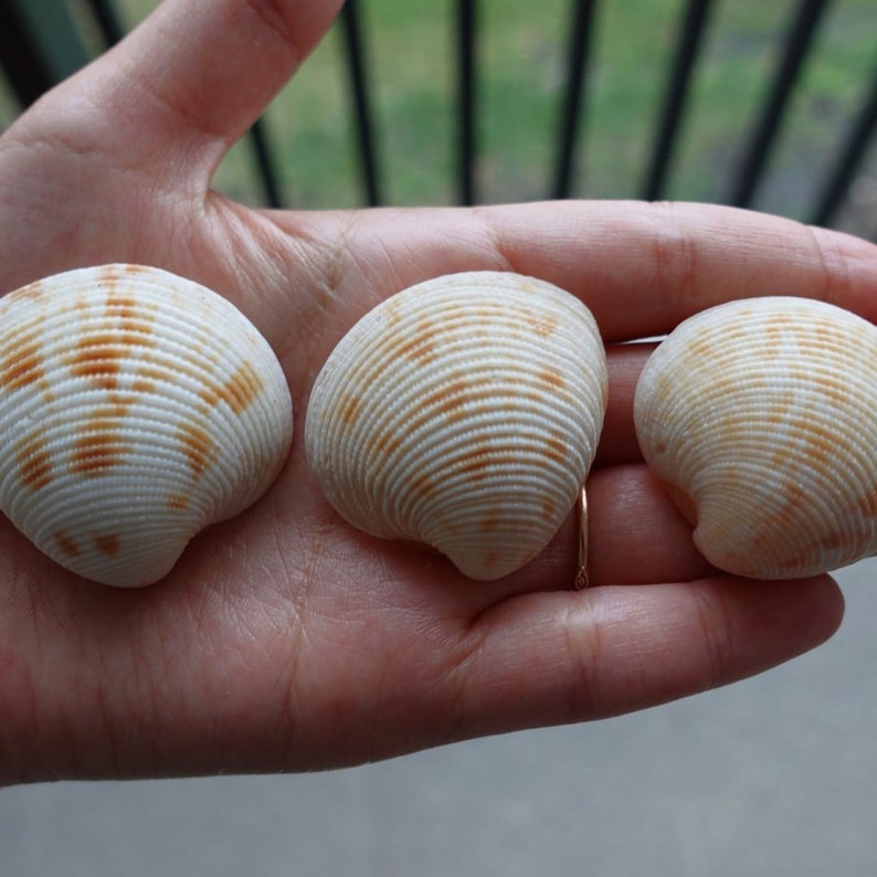 15 Piece Decussate Bittersweet Seashells, Brown Spot Seashells, Unique ...