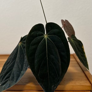 Anthurium (carla X Bvep/antolakii) X Carlablackiae - Wysiwyg - Etsy