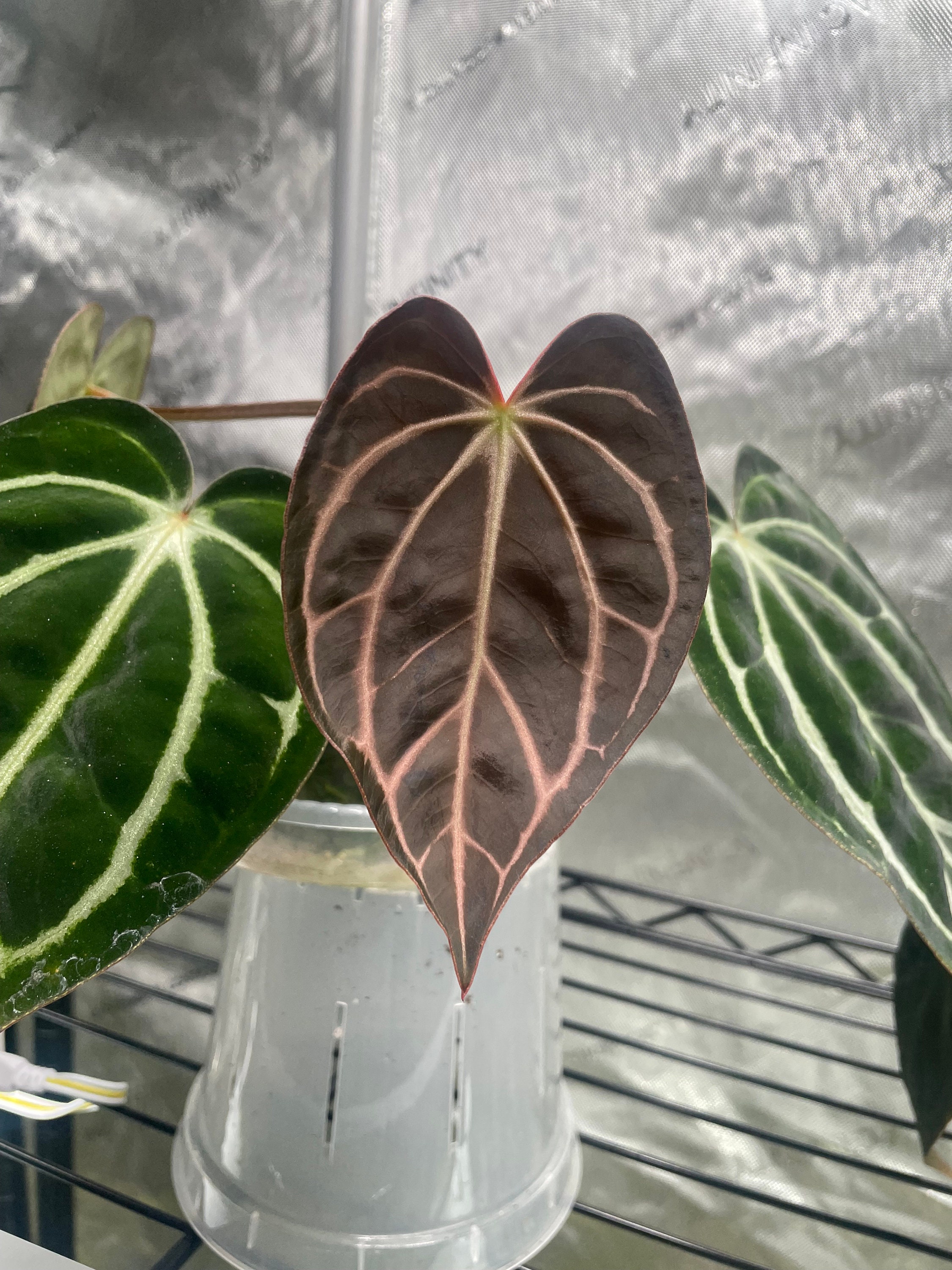 Anthurium carla X Bvep/antolakii X Carlablackiae 3 Leaf Seedling - Etsy