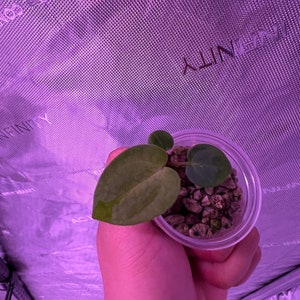 Anthurium carla X Bvep/antolakii X Carlablackiae 3 Leaf Seedling - Etsy