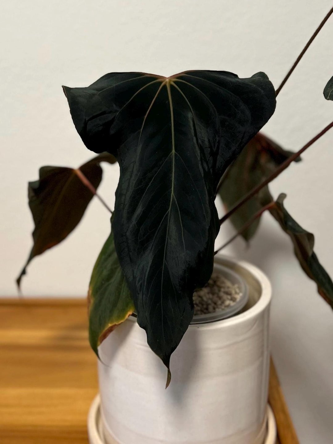 Anthurium Papillilaminum, (fs Self) X (rl Self) - 2x Seedlings - Etsy