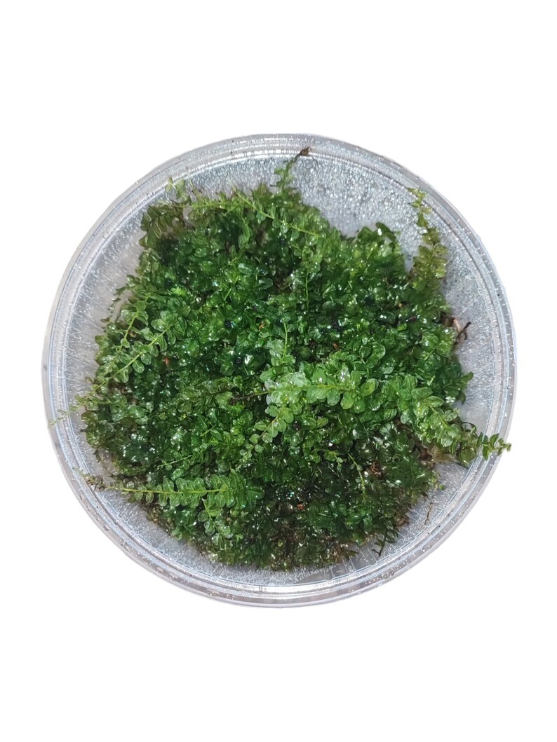 Plagiomnium Affine Common Creeping Star Moss Live Rainforest ...