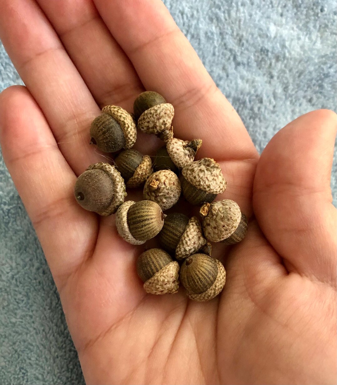 Real Miniature Acorns With Tops for Fall Crafting and Activities - Etsy