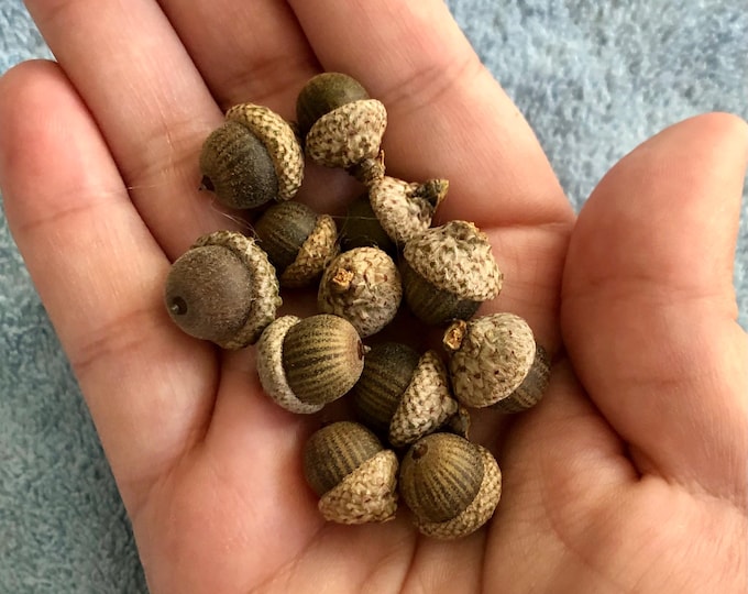 Miniature Wooden Acorns, Tiny Acorns, Mini Acorns Set of 10 Unfinished ...