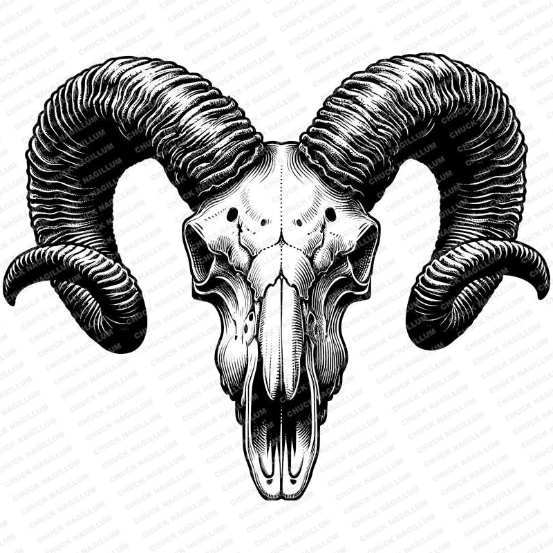 Decorative Skull - Etsy