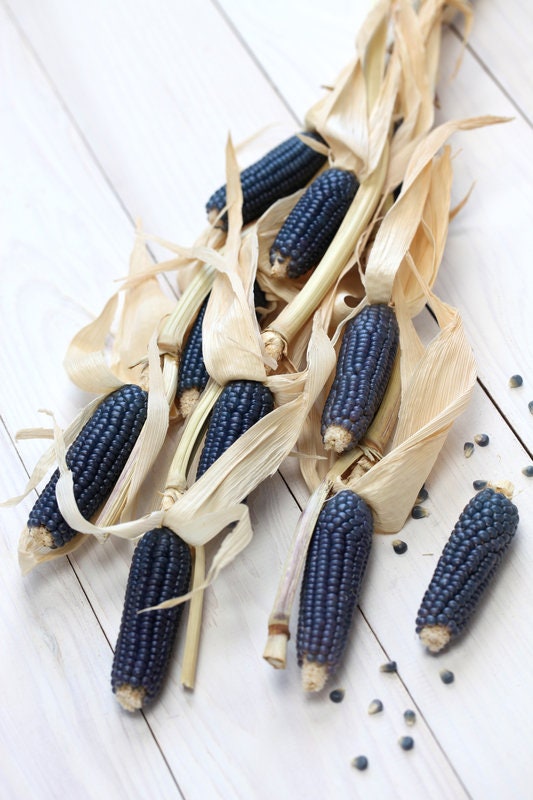 Hopi Blue Dry Field Corn - Etsy