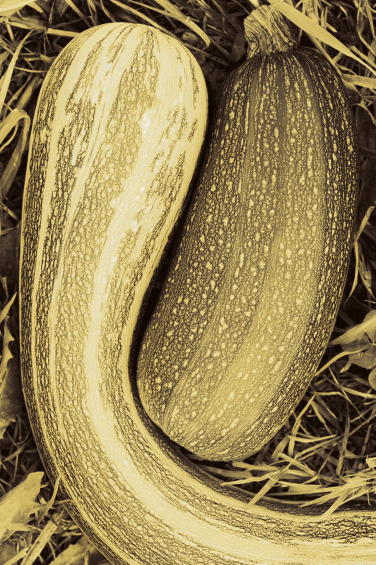 Cocozelle Zucchini Seeds - Etsy