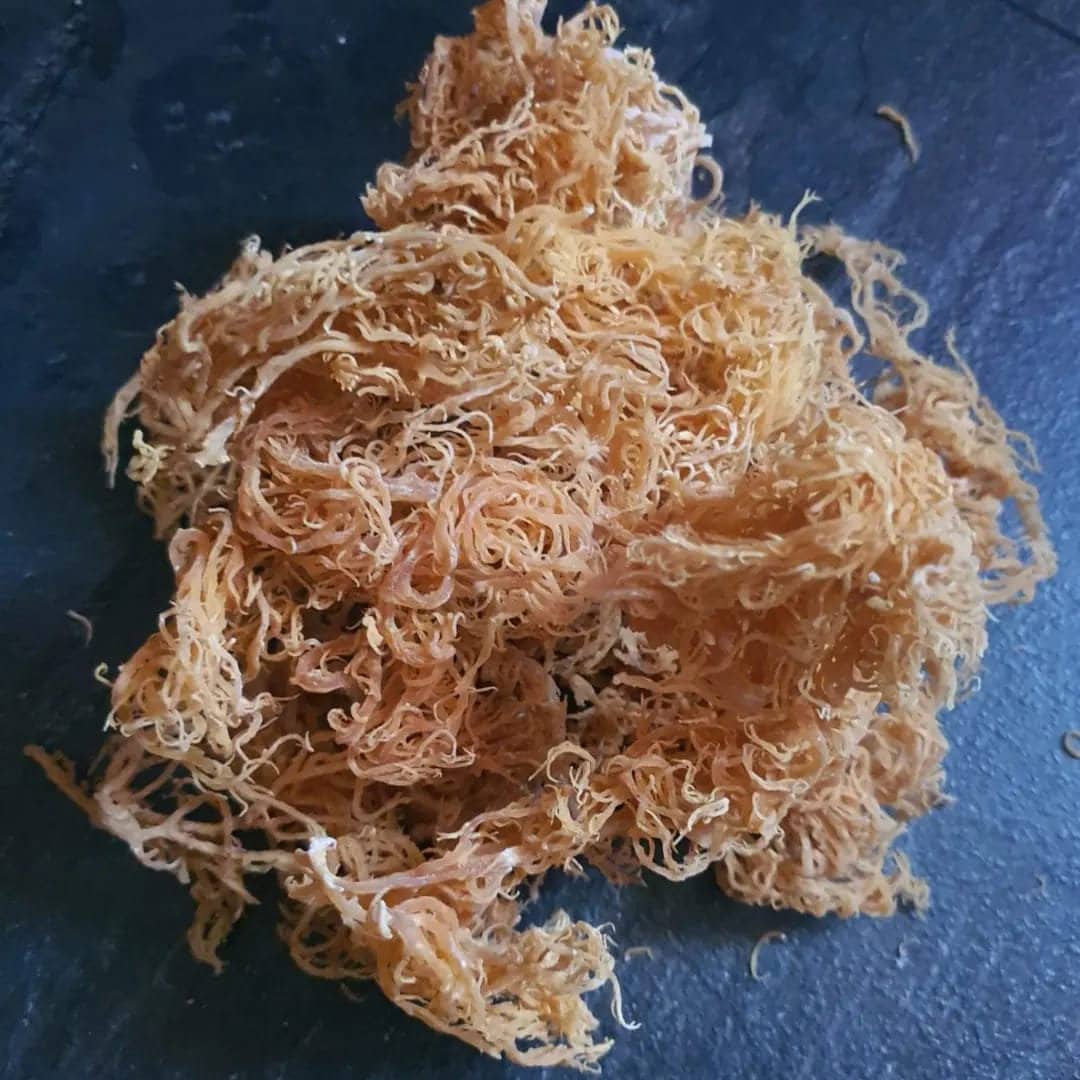Gold Sea Moss | Premium Wildcrafted Sea Moss From Saint Lucia, Sold ...