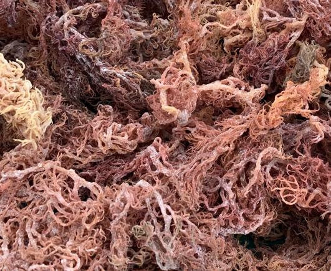 Purple Sea Moss | Premium Wildcrafted Sea Moss From Saint Lucia, Sold ...
