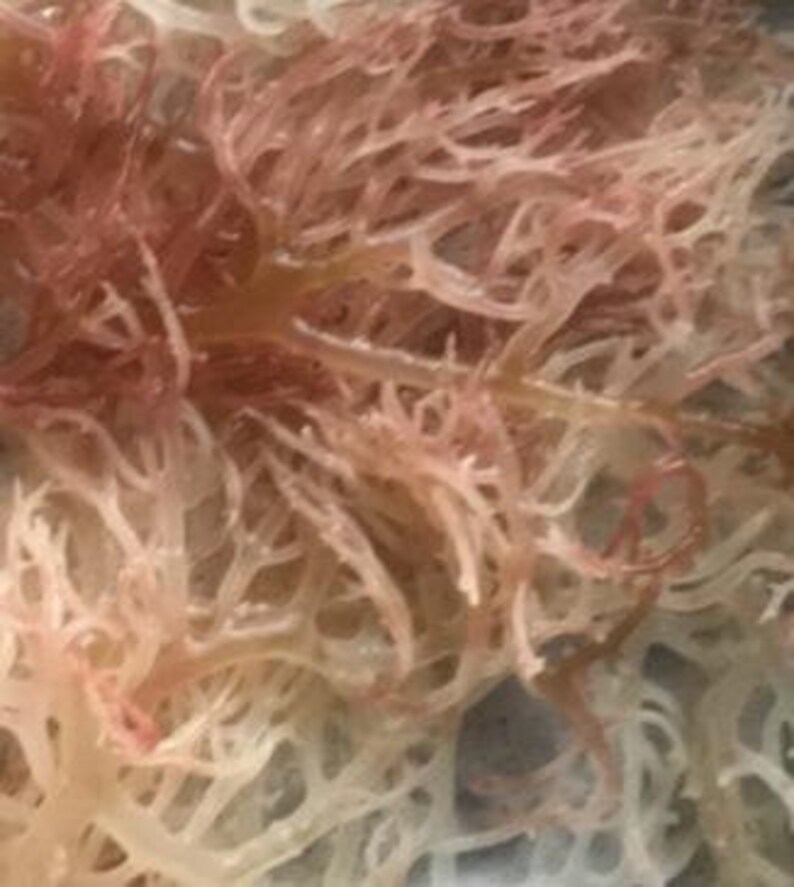 Gold Sea Moss | Premium Wildcrafted Sea Moss From Saint Lucia, Sold ...
